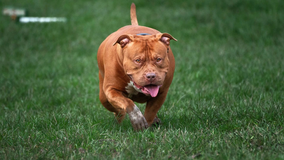 Woman admits charge over fatal XL bully attack
