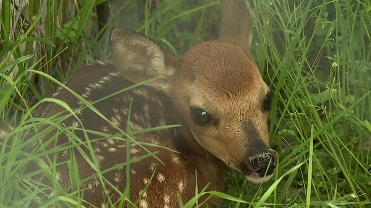 Fawn rehabilitation expert urges caution when coming across young deer