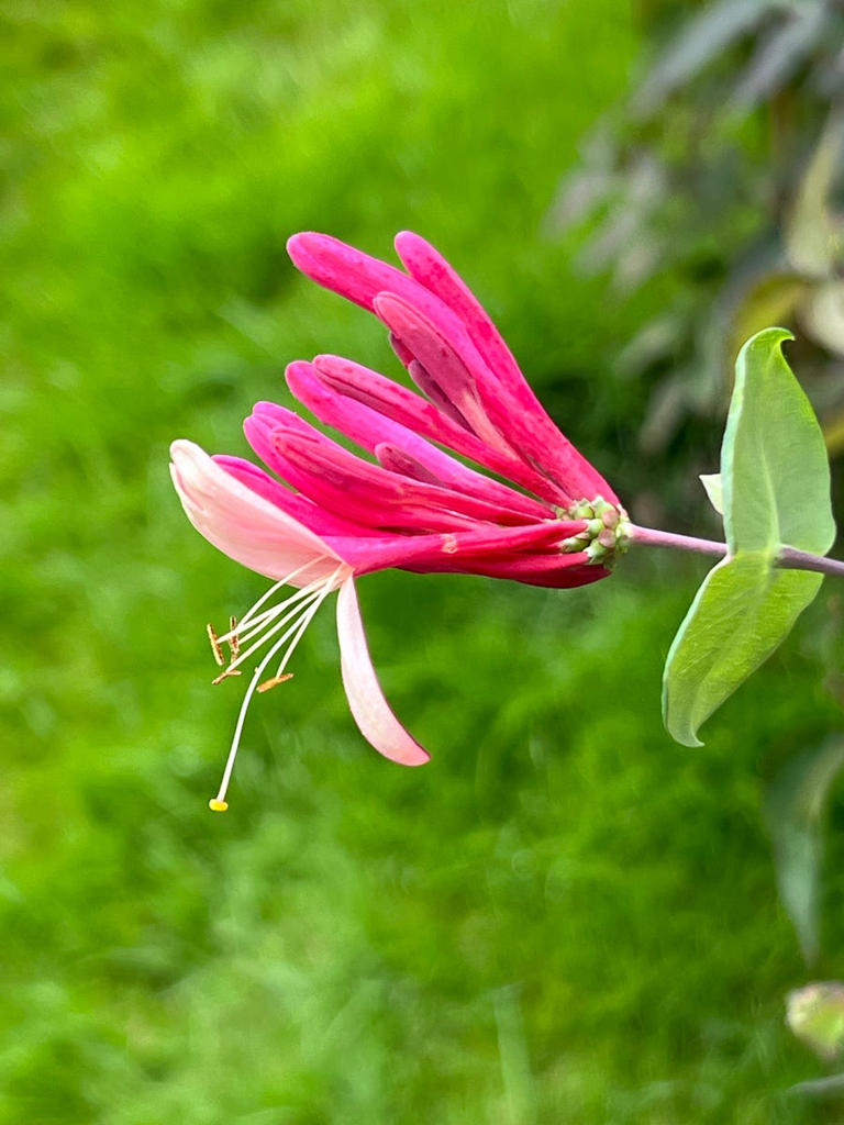 Want more privacy and cottage-garden charm? Try these fast-growing ...