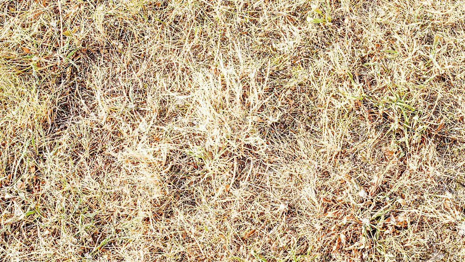 Experts outline main causes and fixes for yellow lawns in May