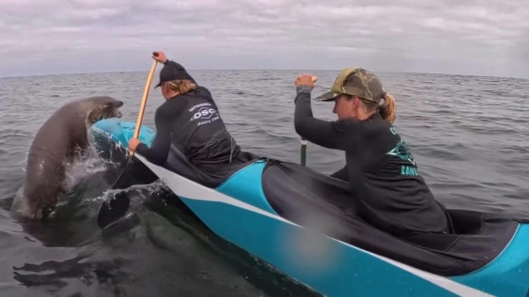Sea lion makes splash at Monterey Bay race as it joins canoe crew