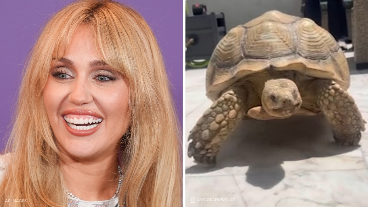 Miley Cyrus adopts 20-year-old tortoise