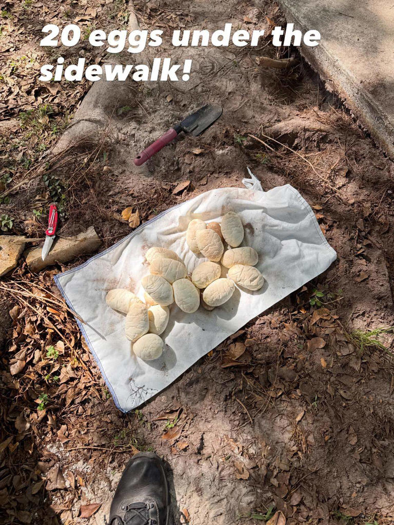 A giant python was hiding beneath a Miami-Dade sidewalk. A hunter found ...