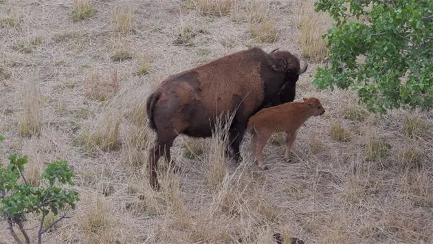 Bisontes ayudan a restaurar ecosistemas en Sonora; así benefician al ...
