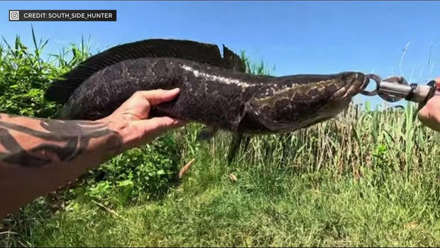 Invasive fish that can walk across the street found in Long Island pond ...