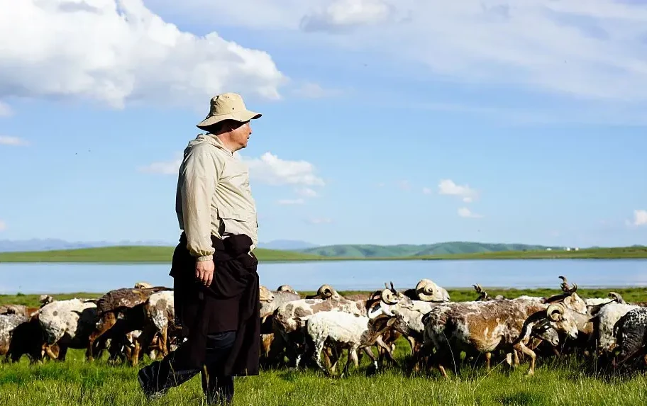 Viral shepherd job ad spotlights China's labour market strain