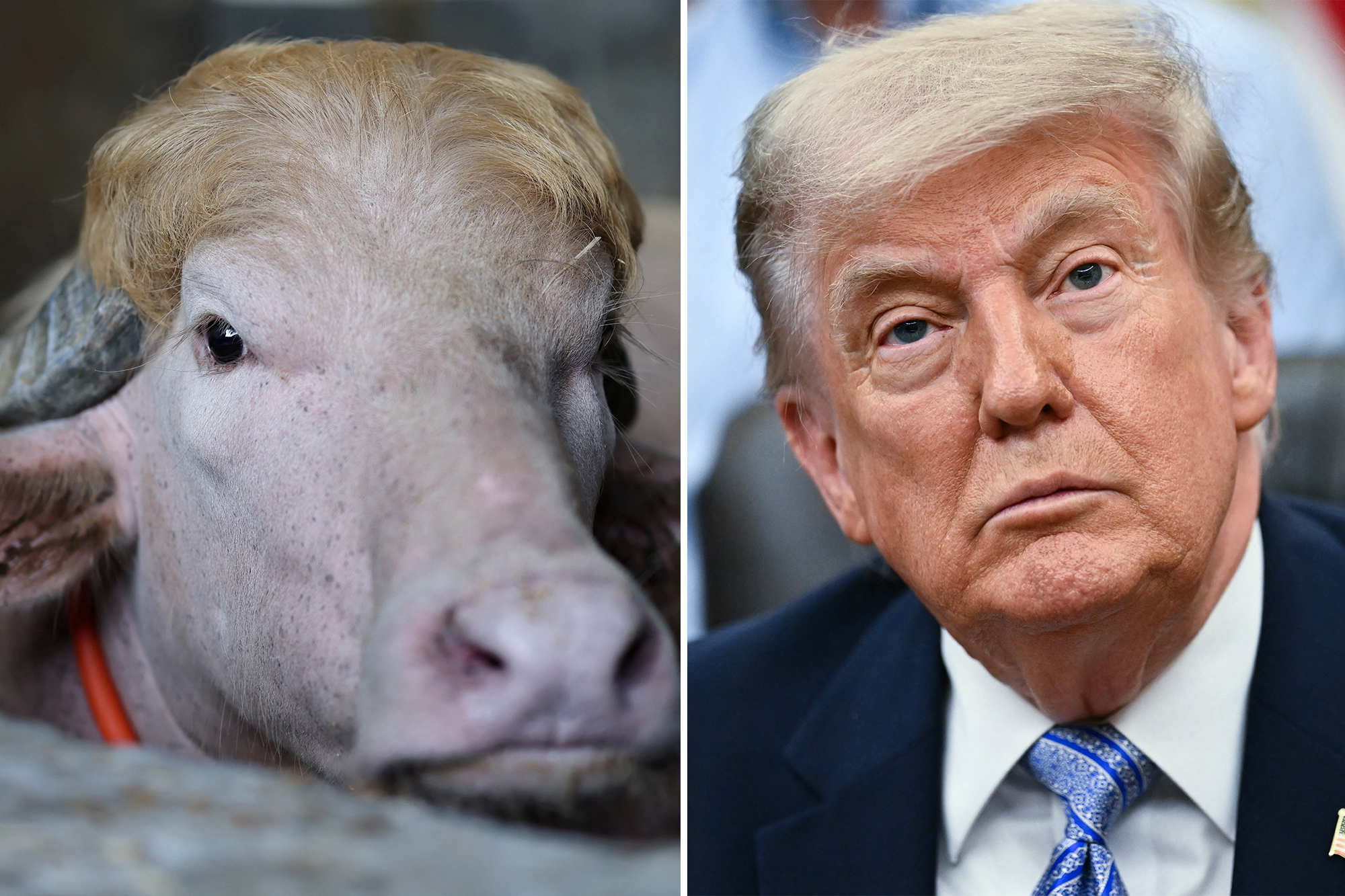 Viral albino buffalo named 'Donald Trump' spared from Eid sacrifice in ...