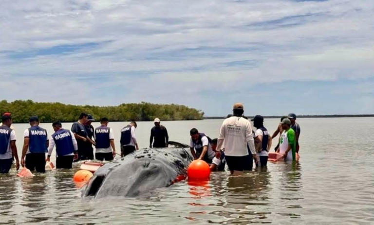 Ballena varada en Santiago Ixcuintla logra regresar al mar tras intenso ...