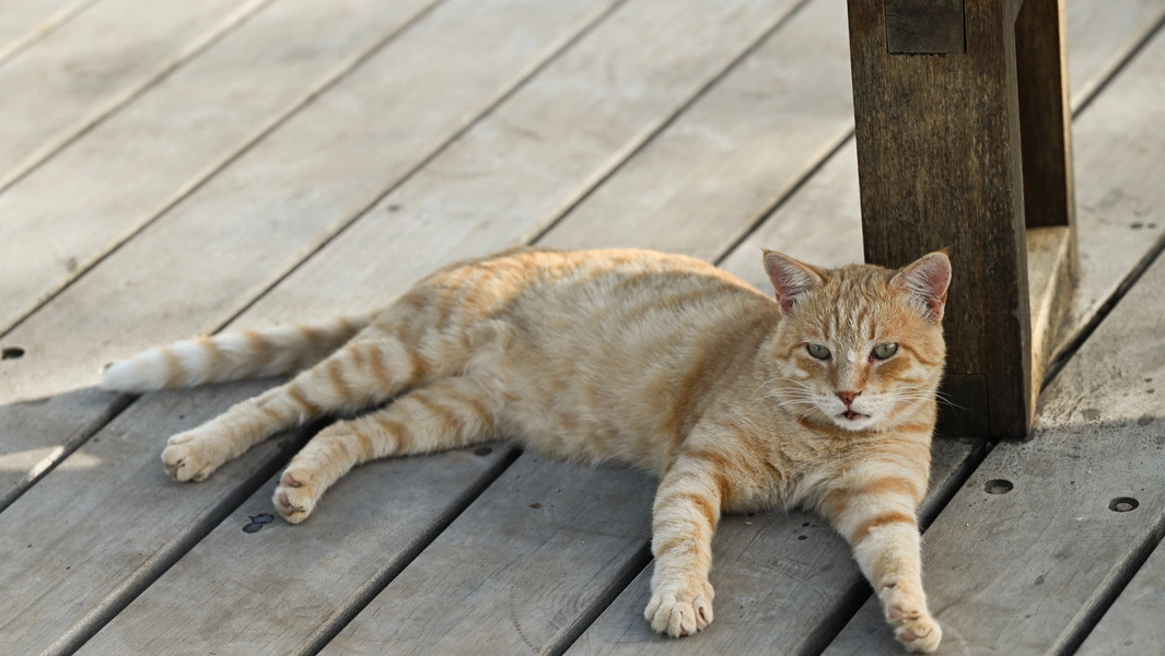 Study finds cats spend most sleep time in light naps