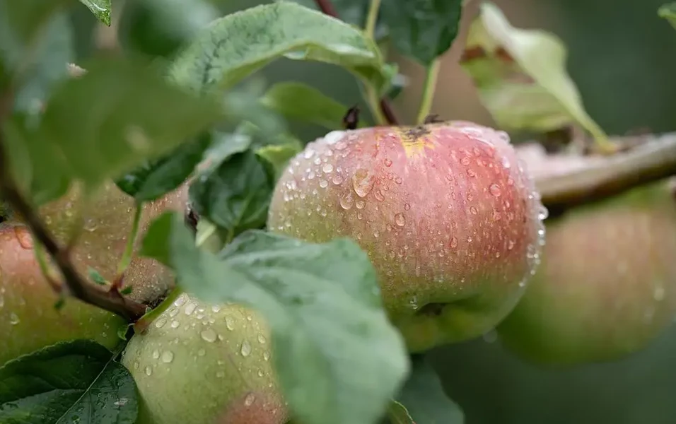 Apple baking tips for cozy fall days