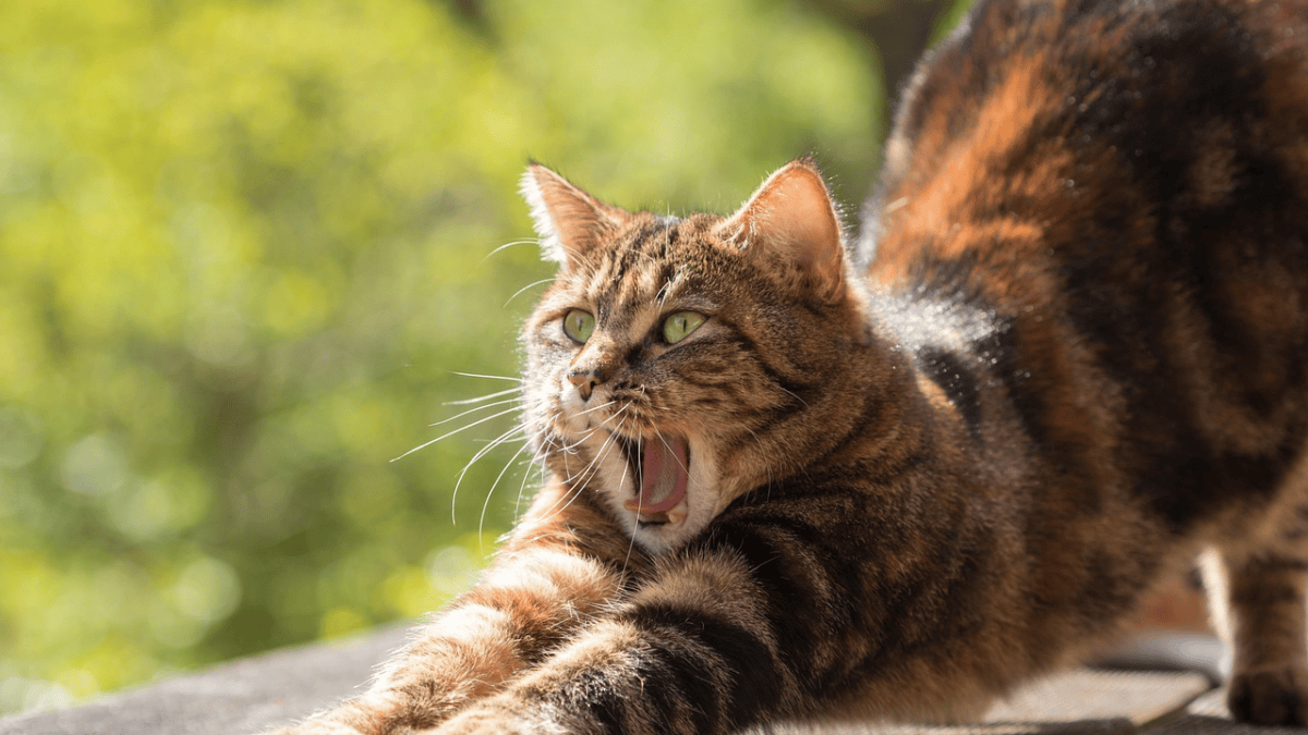 10 adorable cat names inspired by Disney characters