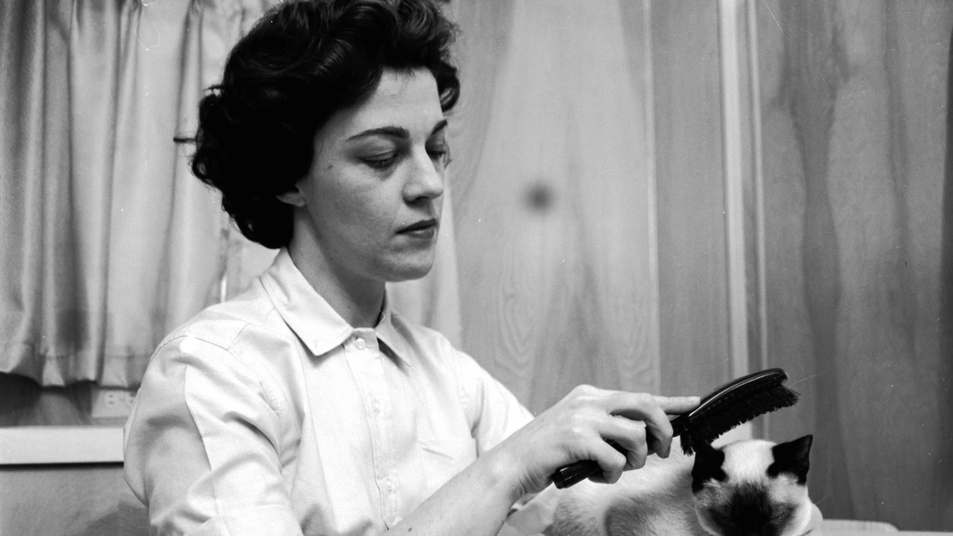 Keeping your cat happy during grooming time
