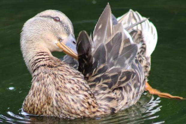 Warrington Guardian Camera Club members capture feathers on camera