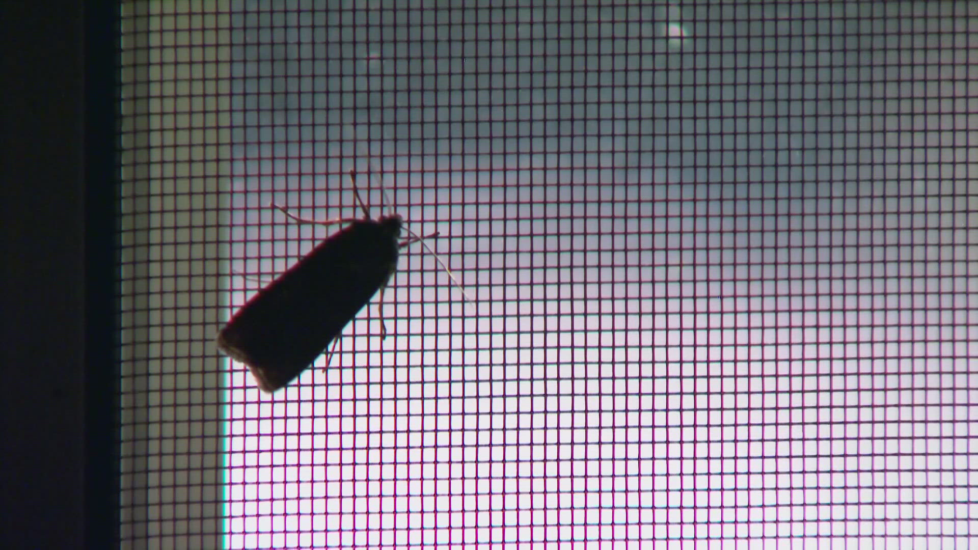 Miller moth season could be below average
