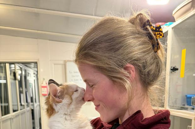 Yorkshire Cat Rescue invites public to tea and cake fundraiser
