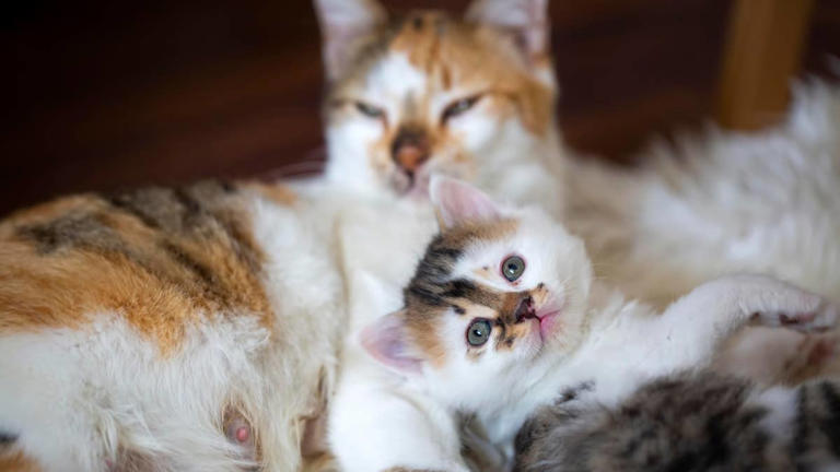 Stray cat brings her 'rainbow kittens' to woman's house for dinner