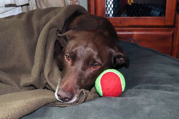 Dog warning signs that mean it is time for the vet