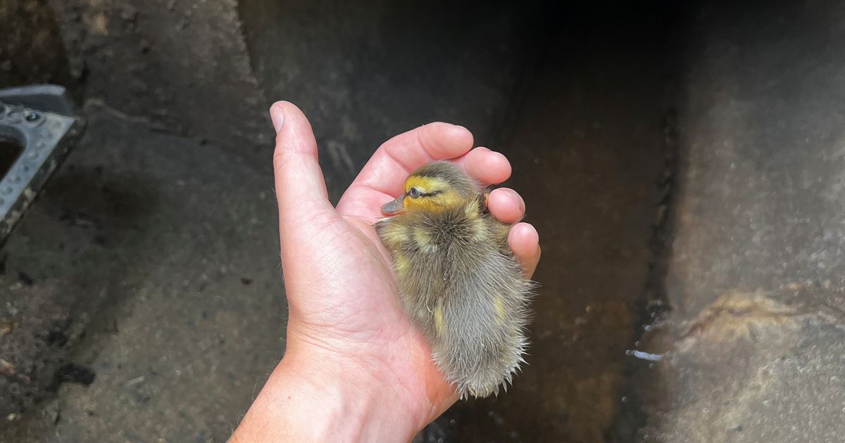 Morrisville employees rescue duckling from storm drain