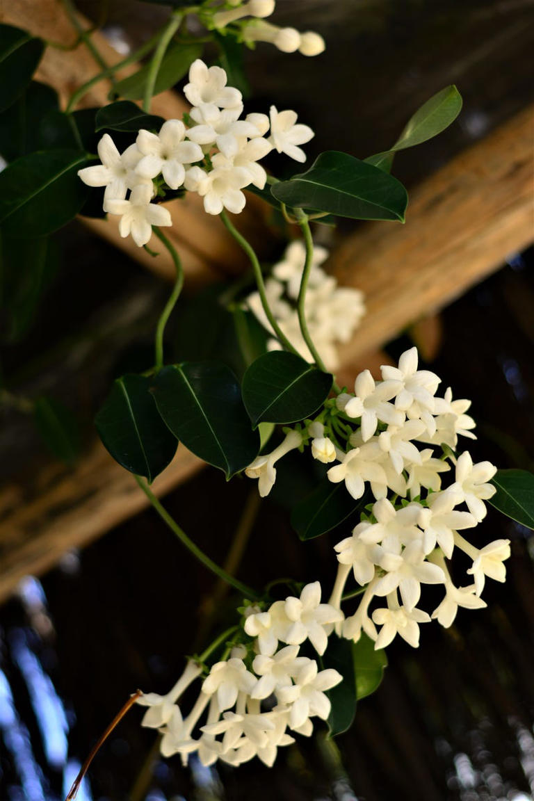Want more privacy and cottage-garden charm? Try these fast-growing ...