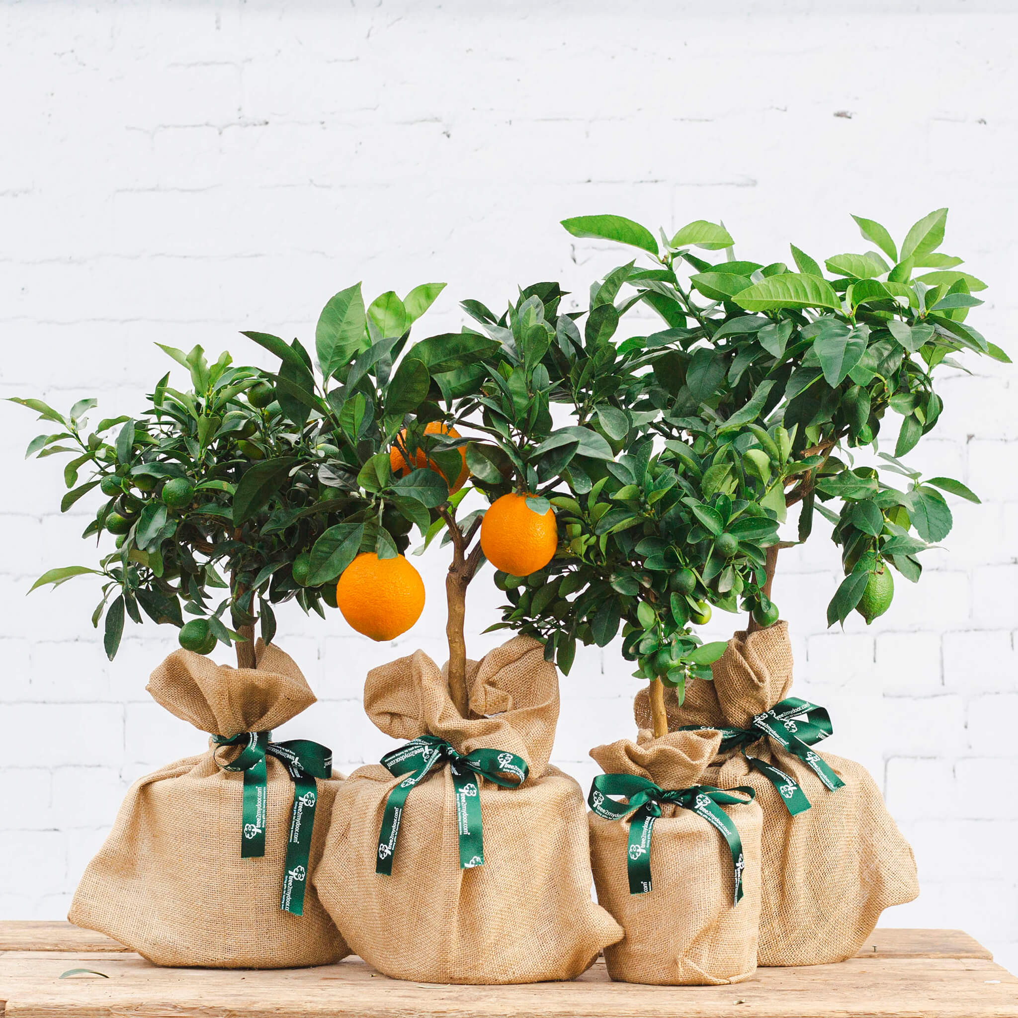 I was sent a lemon tree through the post - and it’s the gift I didn’t ...