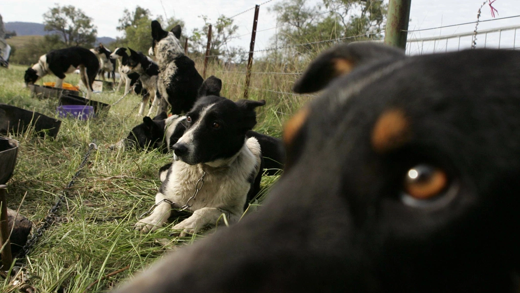 Life with a blue heeler: energy, loyalty, and love