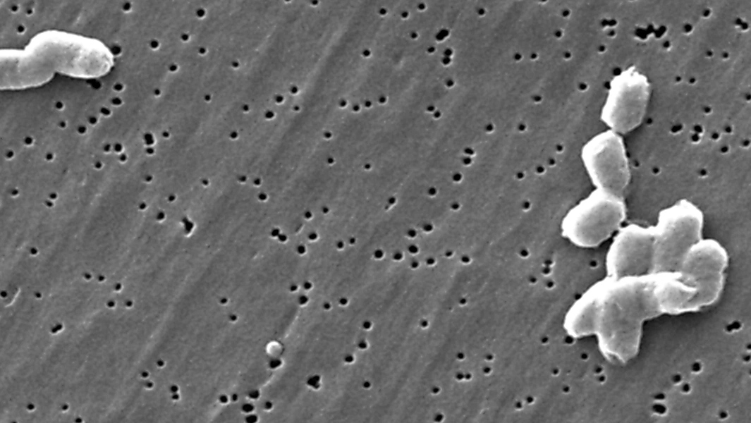 Study links climate change to rising salmonella drug resistance