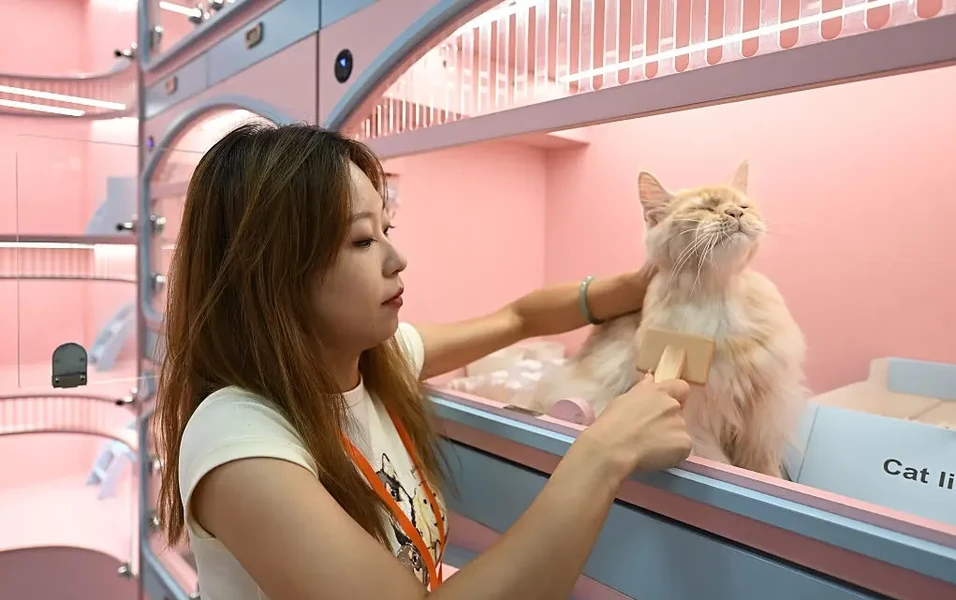Keeping your cat happy during grooming time