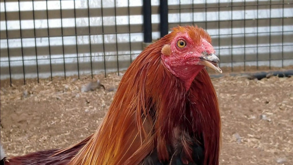 Deputies investigate suspected rooster-fighting operation in Lodi
