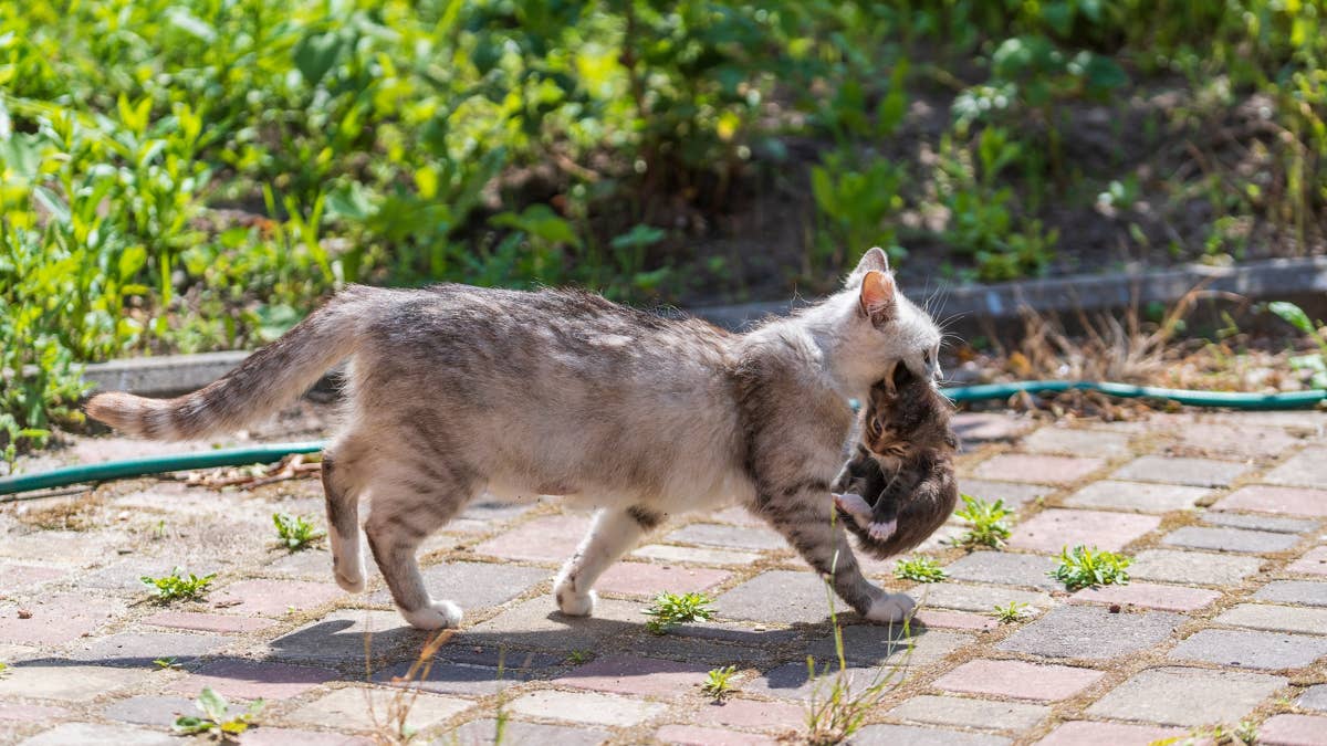 Stray cat brings her 'rainbow kittens' to woman's house for dinner