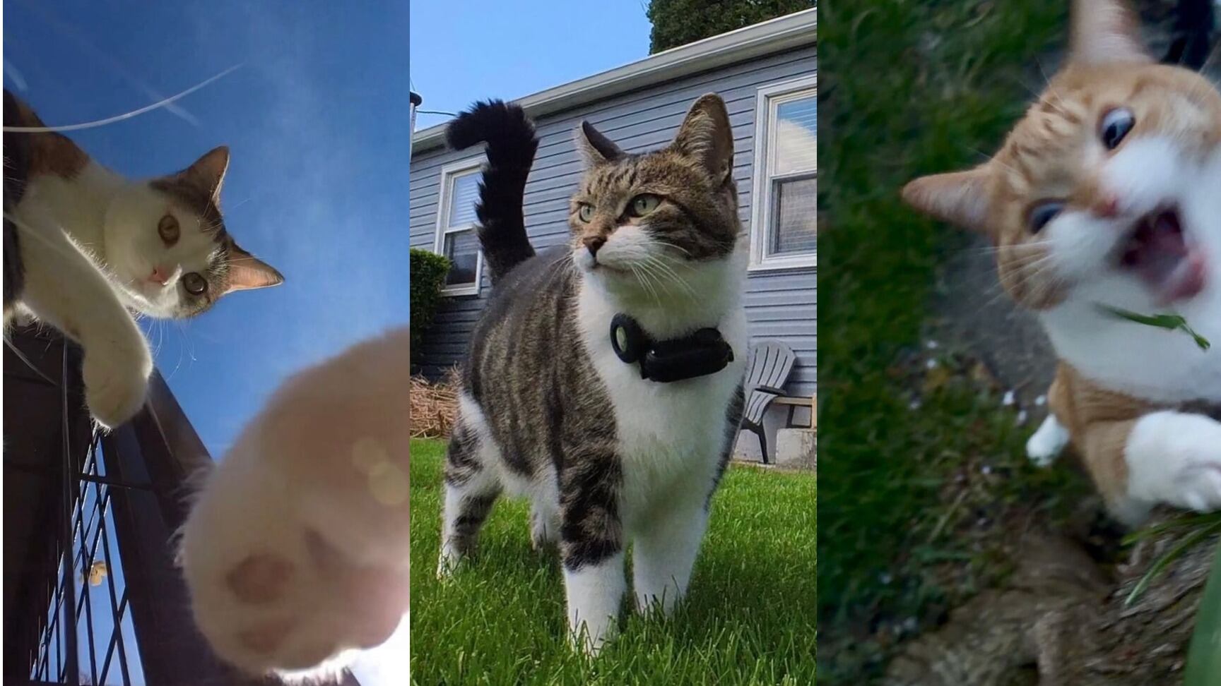 Mr. Kitters, el gato que convirtió sus salidas de casa en aventuras ...