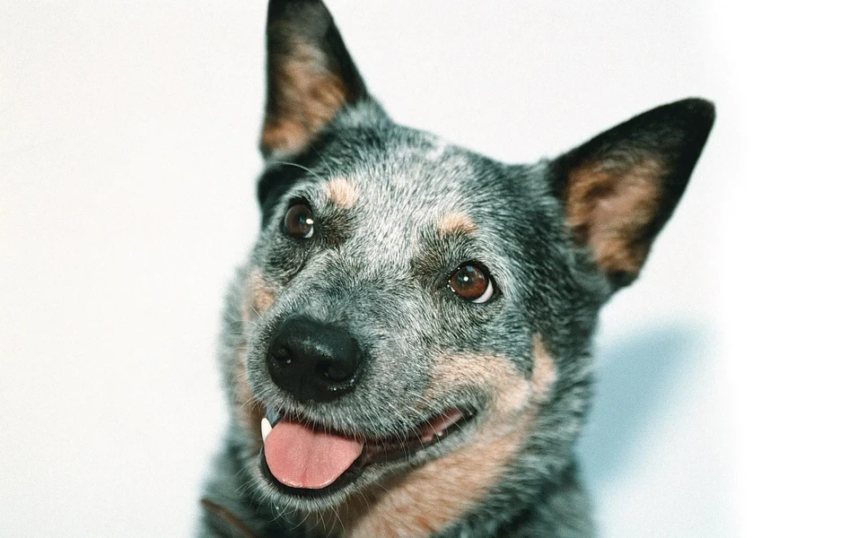 Life with a blue heeler: energy, loyalty, and love