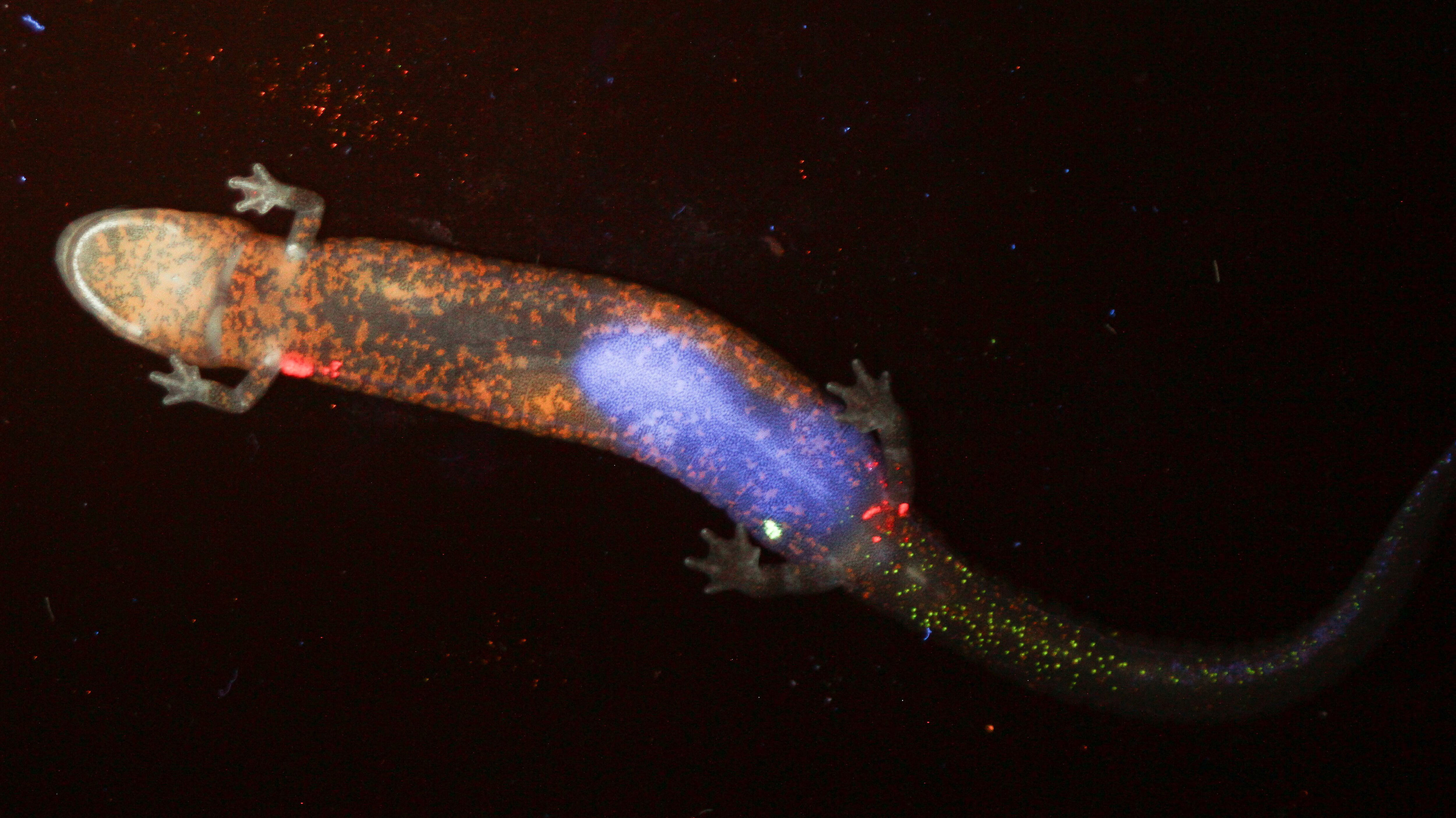 MBU student makes a bright discovery during salamander research