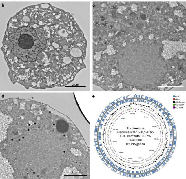 Scientists discover new giant virus that replicates in a totally unique way