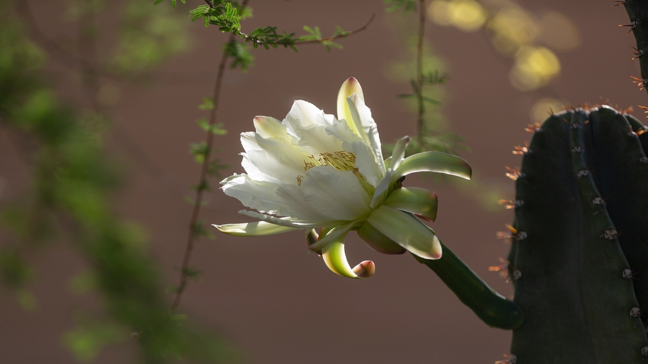 Arizona has a 330,000-acre desert that grows a cactus found nowhere ...