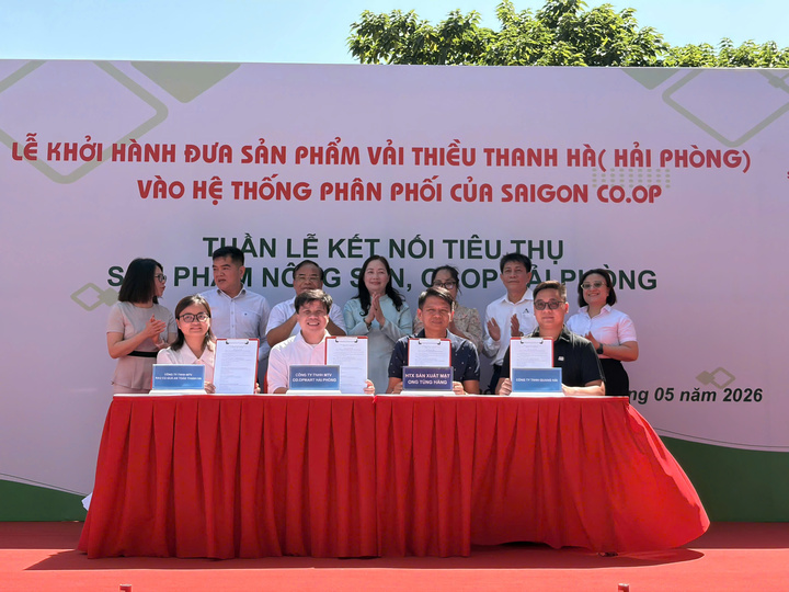 Saigon Co.op đưa 300 tấn vải Thanh Hà vào hệ thống phân phối toàn quốc
