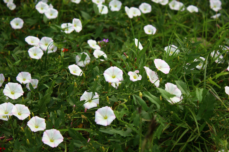 Horticulturalist Shares Which Garden Plants You Should Let Grow Or Kill