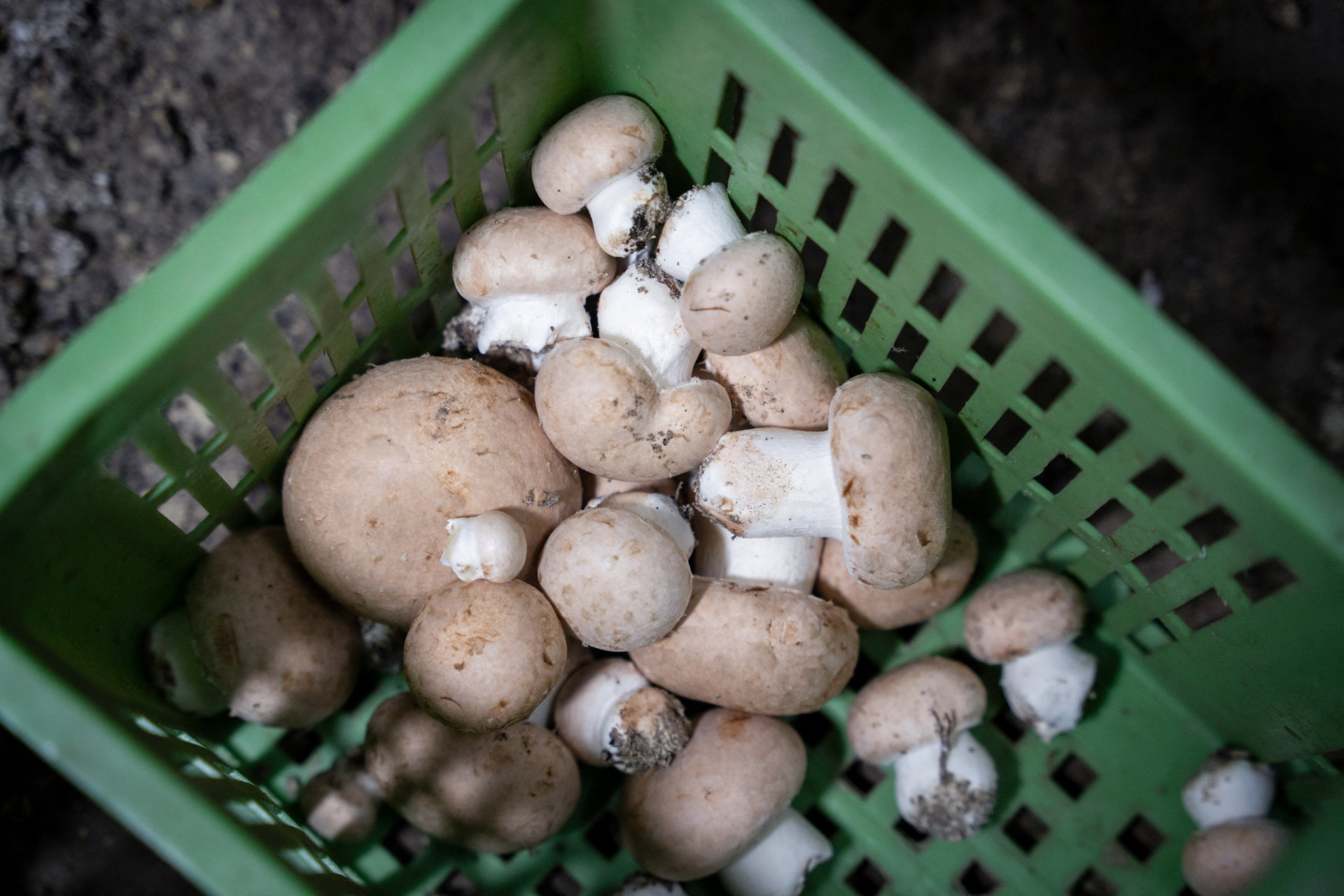 Mineral deficiency? Here's what to eat