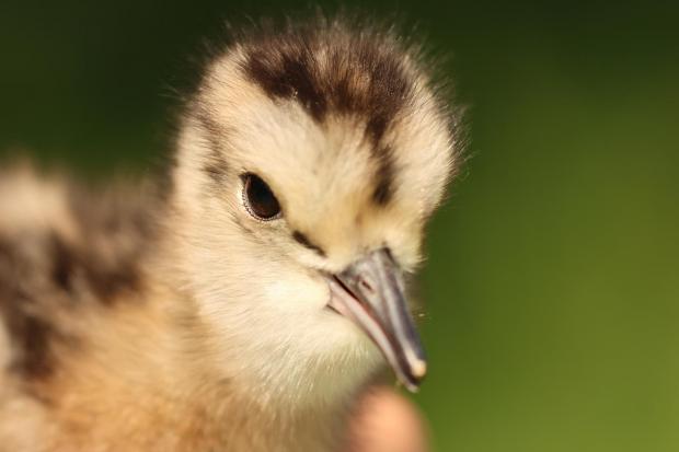 Vulnerable chicks saved after hidden curlew nests found before mowing