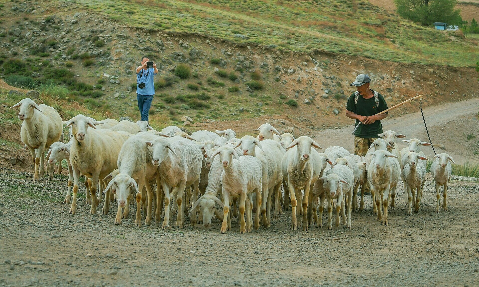 Job listing for shepherds goes viral, draw 700 applications in China