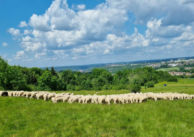 Mäh-Arbeit für die Artenvielfalt: Schäferei Kirschbaum ist zurück am ...