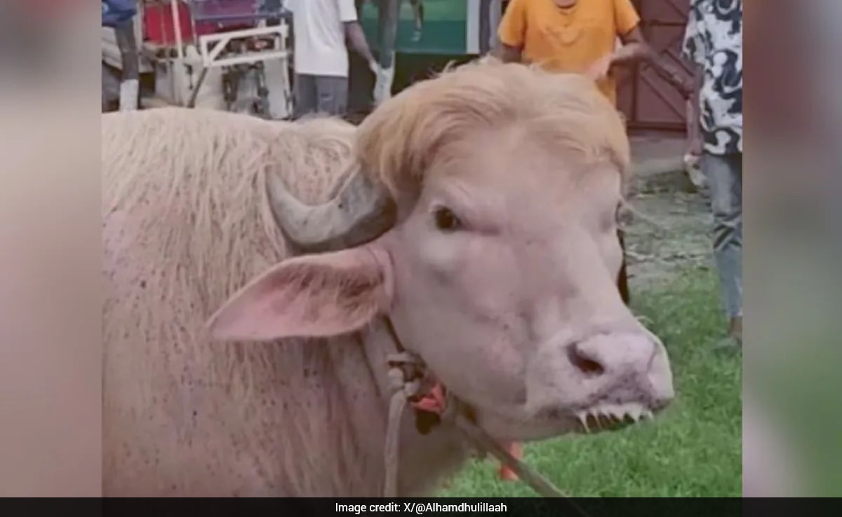 Bangladesh moves viral 'Donald Trump' buffalo to zoo, spares from Eid ...