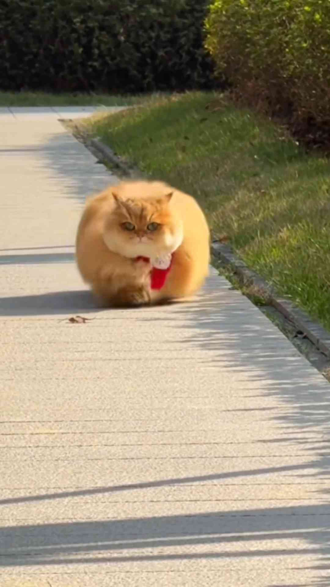 0% success rate, but 10,000% pure cuteness! How can you even stay mad?