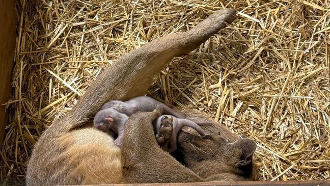 Gallery: Abilene Zoo welcomes rare fossa pups