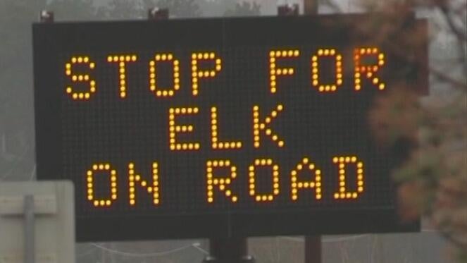 Colorado State Patrol reminds drivers to be on the lookout for elk