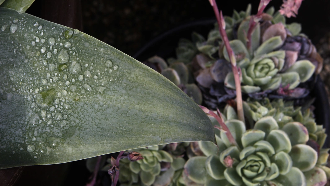 Succulent care tips every plant lover needs