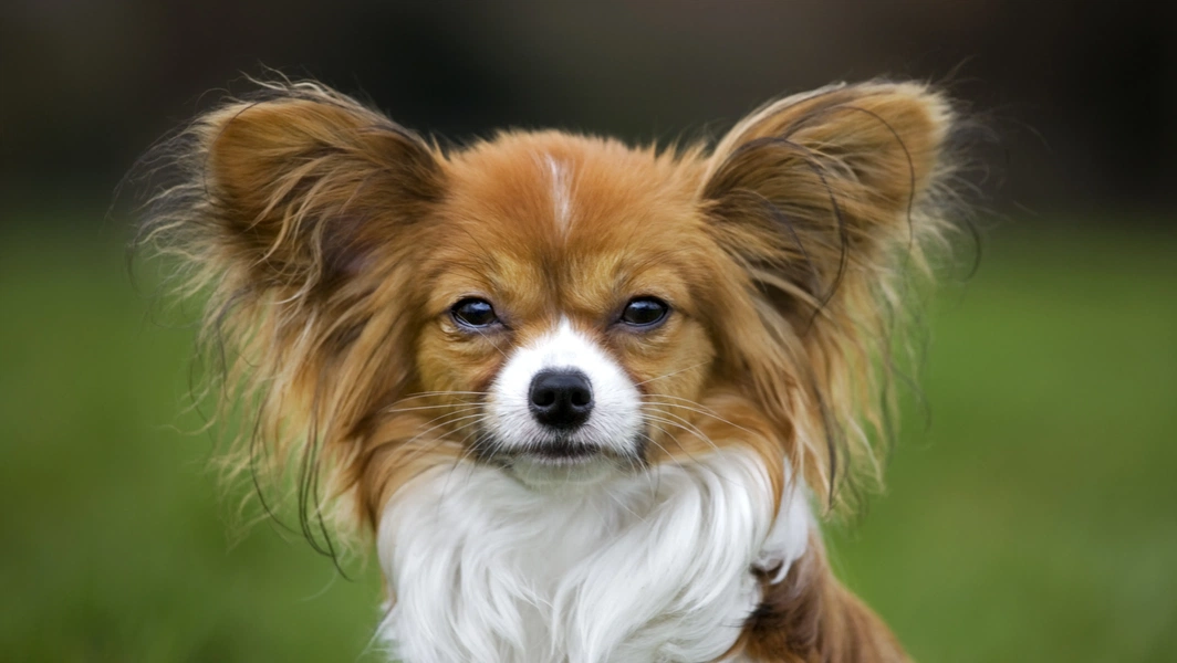 Papillon care tips every dog lover needs