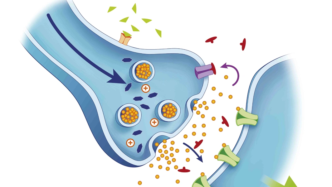 How dopamine shapes our daily drive