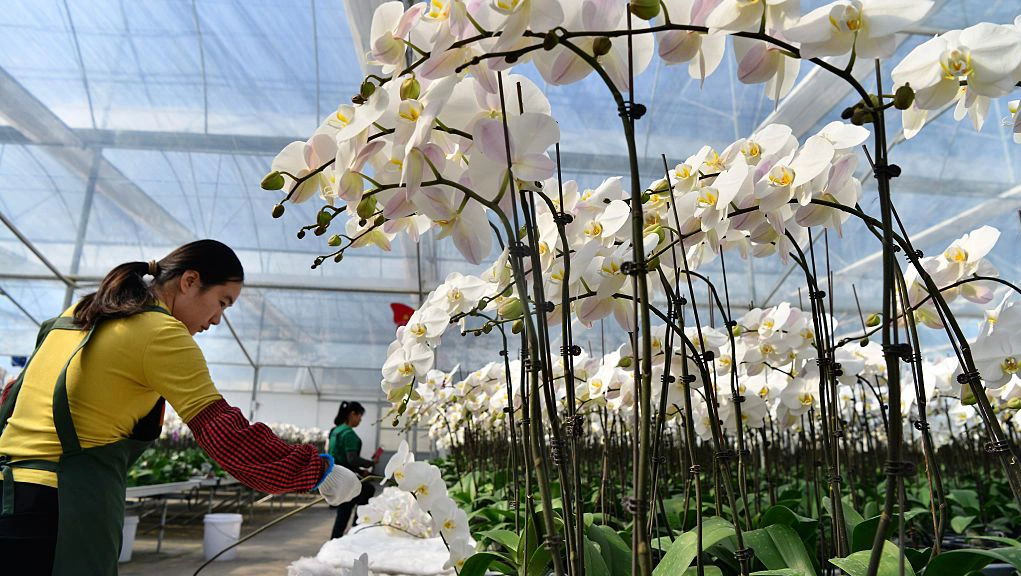 Orchid care tips for thriving blooms year-round