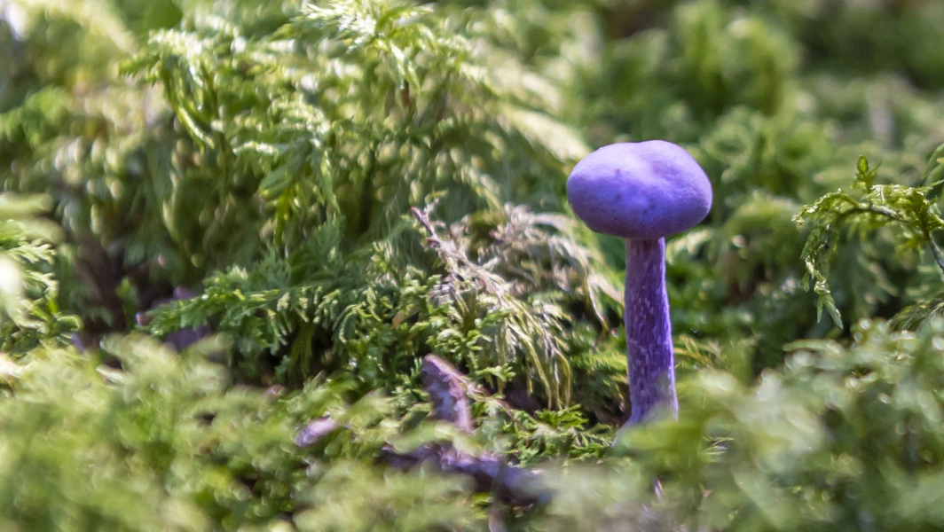 Mushroom magic for your kitchen and health