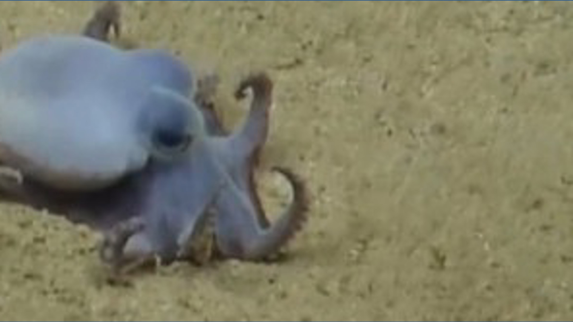 Scientists discover small, bright blue octopus